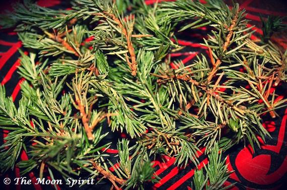 Plant Meds: Sacred Cedar – Bird Clan Messenger spot com