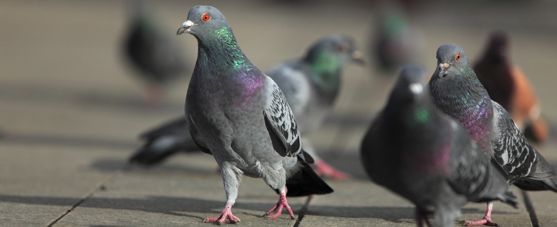 Pigeon Medicine: The Power of Unimportant Birds – Bird Clan Messenger spot com