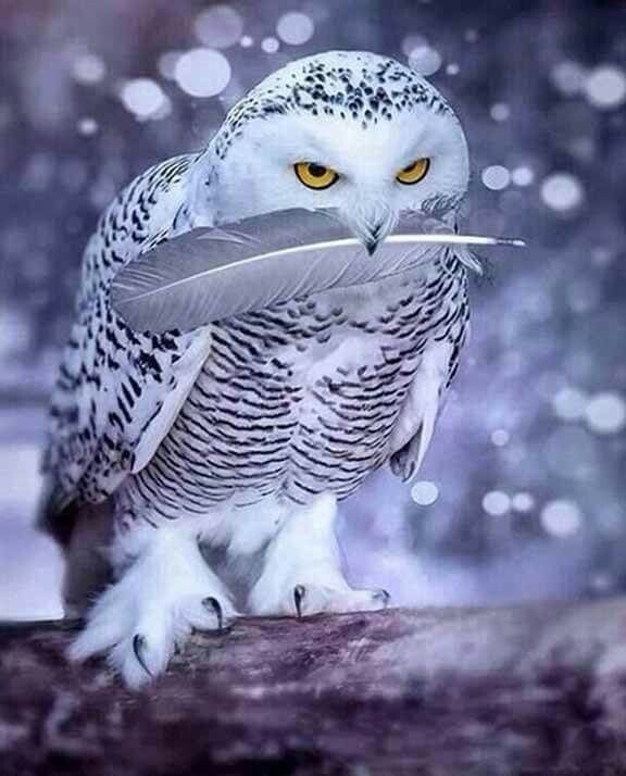 Grandfather Joseph White Eagle Teaches on Feather Medicine – Bird Clan ...