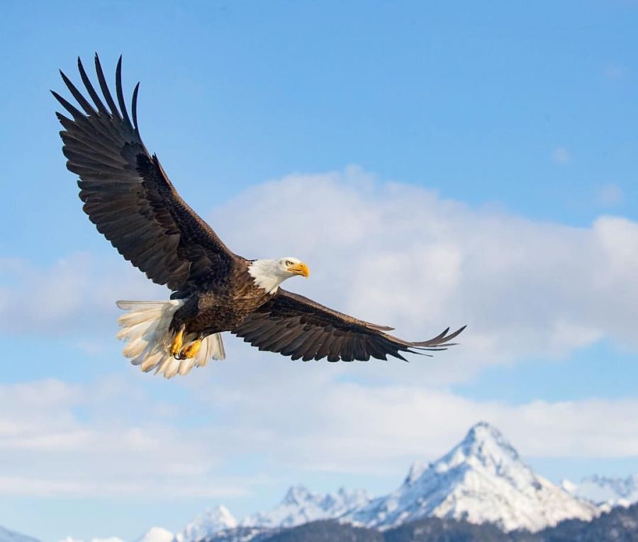 TwigDraggin Champs of the world – Bird Clan Messenger dot Com