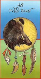 Wild Boar Medicine Card – Bird Clan Messenger spot com