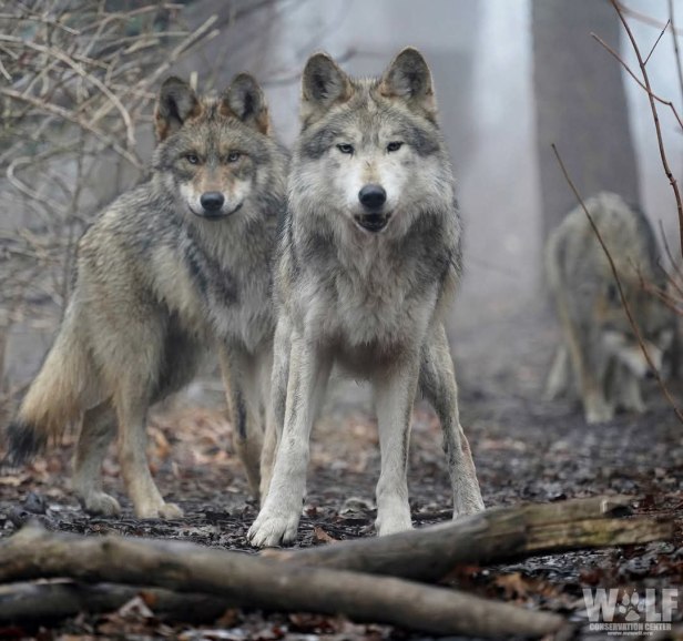 Bird Clan Messenger spot com – TwigDraggin Champs of the world